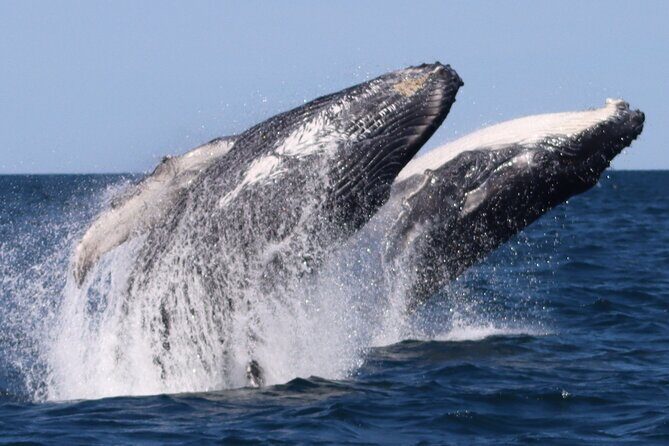 Whale Watching Terrigal - Who Will Love This Experience?