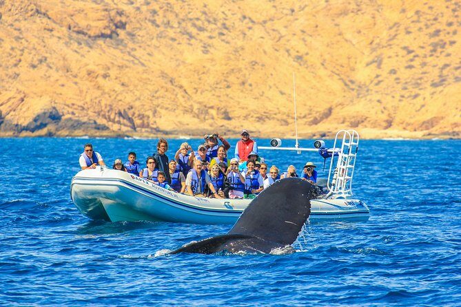 Whale Watching, The Famous Arch and Fast Boat Tour in Los Cabos - An Exciting Introduction to Los Cabos’ Marine Wonders