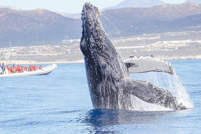Whale Watching, The Famous Arch and Fast Boat Tour in Los Cabos - The Itinerary Breakdown