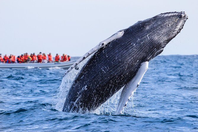 Whale Watching, The Famous Arch and Fast Boat Tour in Los Cabos - Real Traveler Experiences