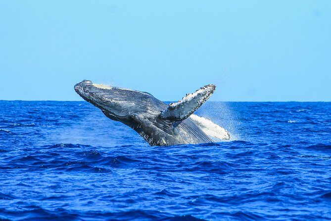Whale Watching, The Famous Arch and Fast Boat Tour in Los Cabos - Analyzing the Value and Practical Aspects