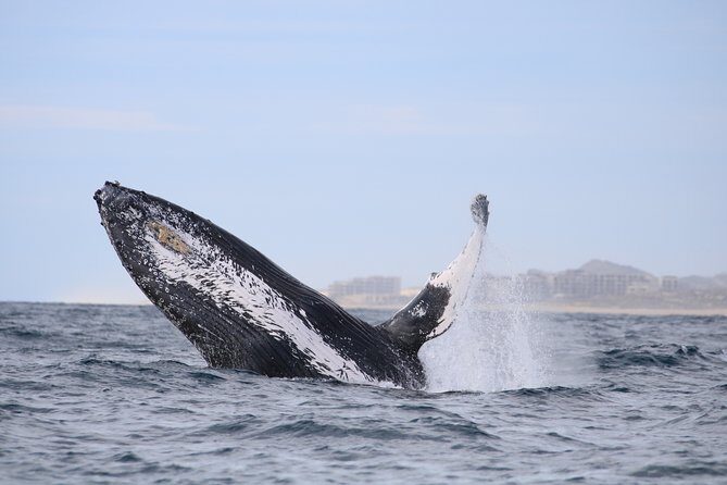Whale Watching, The Famous Arch and Fast Boat Tour in Los Cabos - Who Should Consider This Tour?