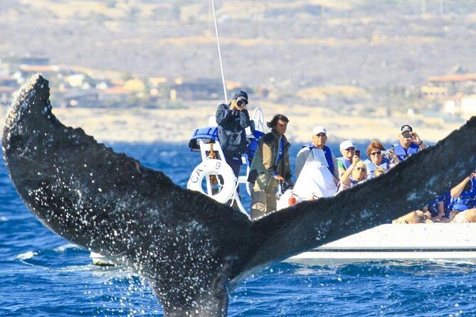 Whale Watching, The Famous Arch and Fast Boat Tour in Los Cabos - Final Thoughts