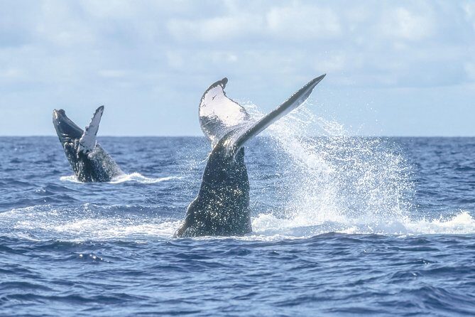 Whale Watching, The Famous Arch and Fast Boat Tour in Los Cabos - FAQ