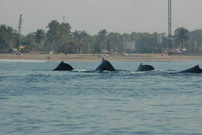Whale watching tour - An Authentic Marine Encounter in Puerto Vallarta