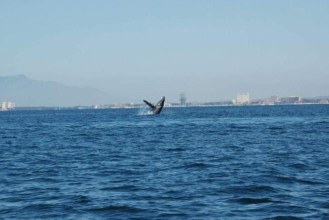 Whale watching tour - Why This Tour Excels