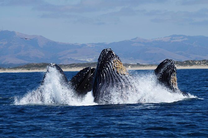 Whale Watching Tour - Authentic Feedback from Travelers
