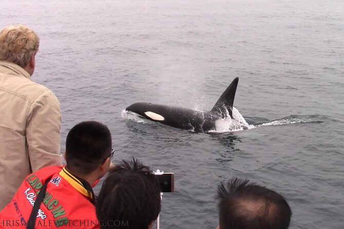 Whale Watching Tour - In The Sum Up