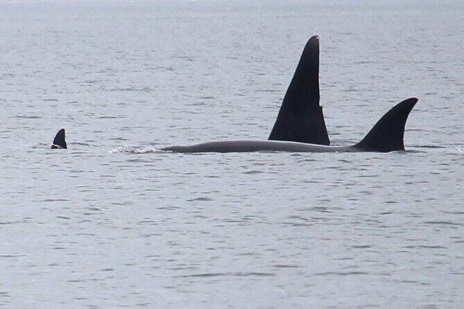 Whale Watching Tour from Anacortes - Key Points