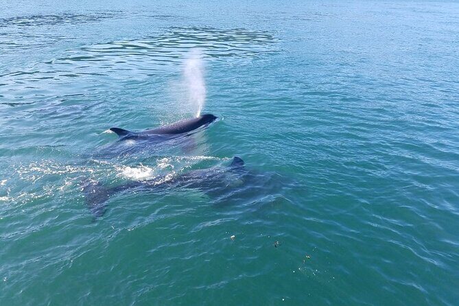 Whale Watching Tour from Anacortes - The Guides and Commentary