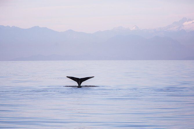 Whale-Watching Tour from Vancouver - An In-Depth Look at the Whale-Watching Experience