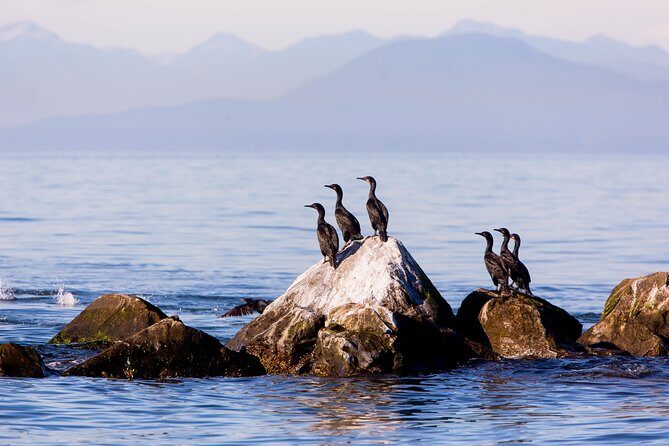 Whale-Watching Tour from Vancouver - Final Thoughts