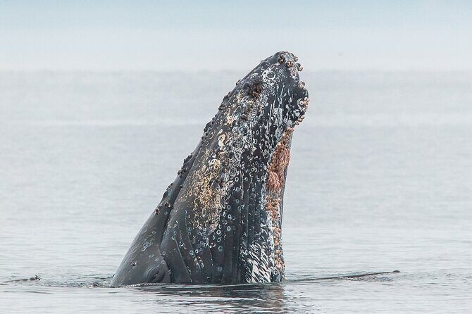 Whale Watching Tour in a Zodiac Boat in Victoria - The Pros and Cons Summarized