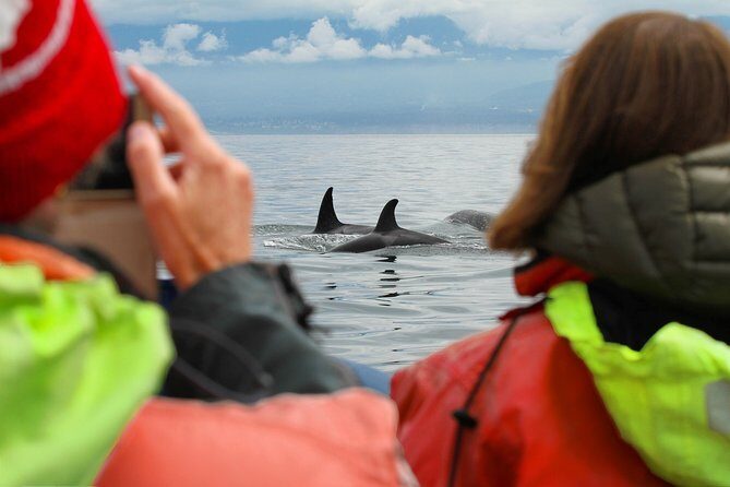 Whale Watching Tour in a Zodiac Boat in Victoria - FAQ: Practical Questions Answered