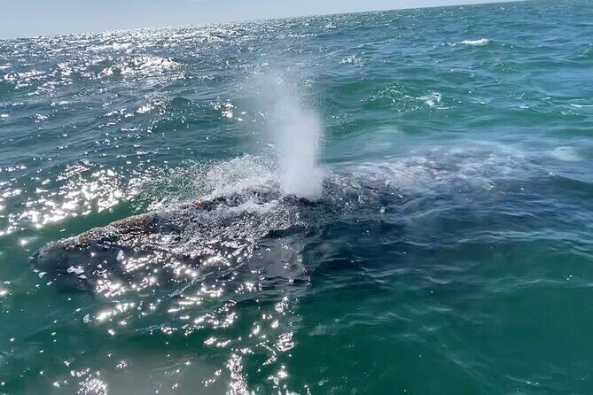 Whale Watching Tour in La Paz - An Overview of the Whale Watching Tour in La Paz