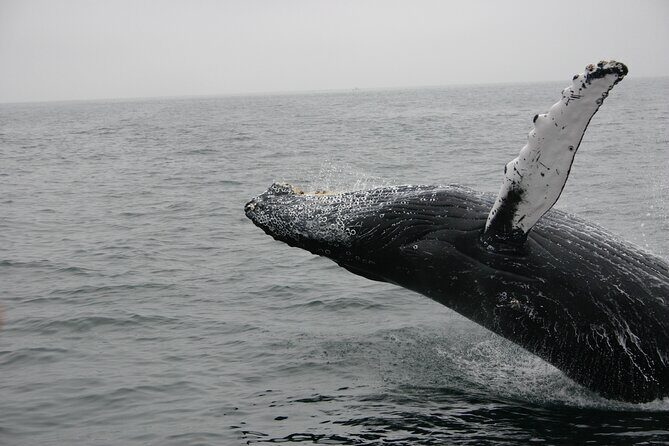 Whale Watching Tour in La Paz - Practical Aspects for Travelers