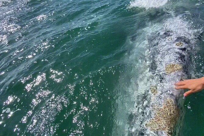 Whale Watching Tour in La Paz - Final Thoughts: Is This Tour Right for You?