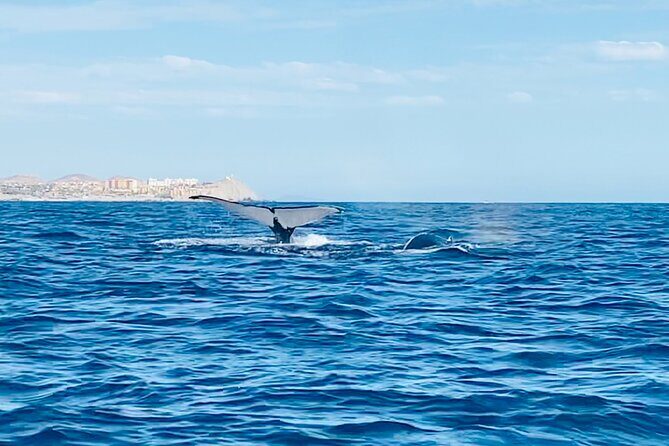 Whale Watching Tour in La Paz - FAQ