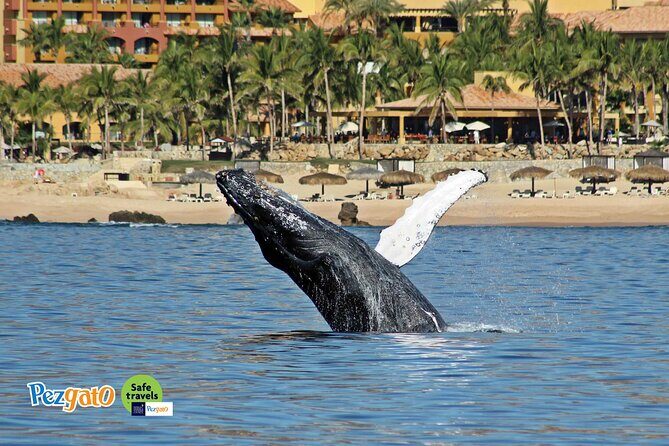 Whale Watching Tour in Los Cabos - FAQ