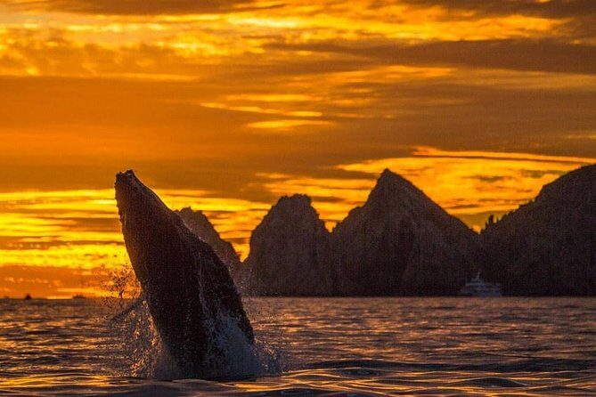 Whale Watching Tour in Los Cabos - Whale Watching Tour in Los Cabos: An Authentic Marine Encounter