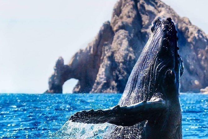 Whale Watching Tour in Los Cabos - Introduction: What to Expect from the Whale Watching in Los Cabos