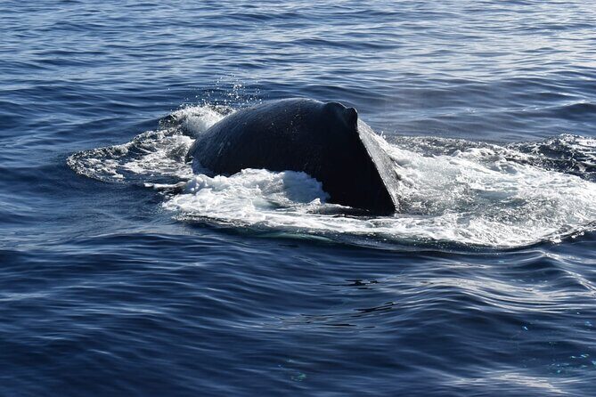Whale Watching Tour in Los Cabos - What Could Be Improved?