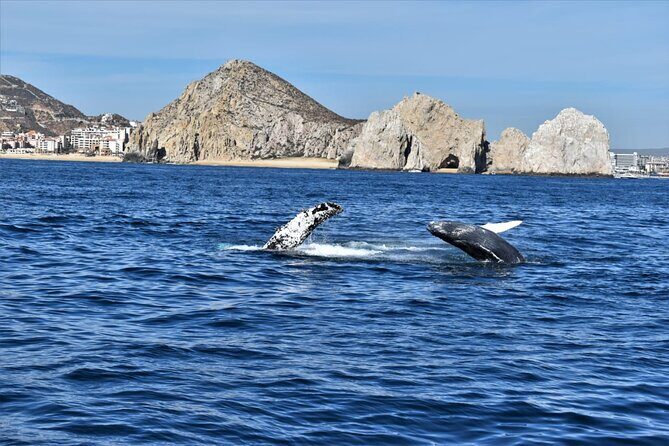 Whale Watching Tour in Los Cabos - FAQ: Your Practical Questions Answered