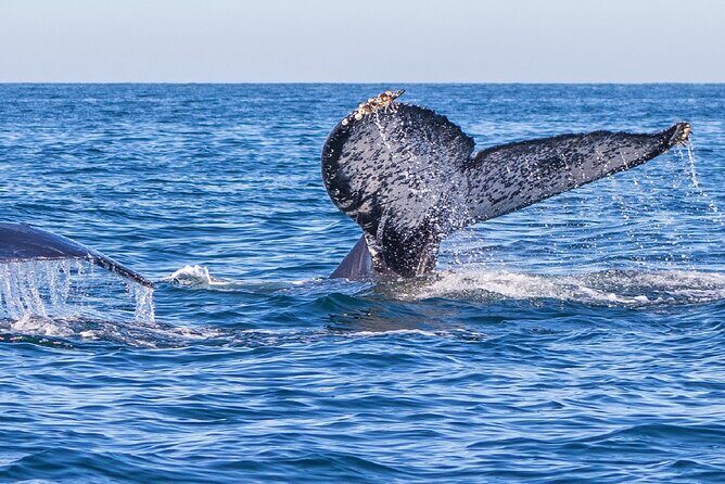 Whale Watching Tour in Puerto Vallarta - Introduction: What Makes This Tour Special?