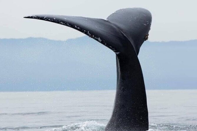 Whale Watching Tour in Puerto Vallarta - Additional Elements: Food, Comfort, and Logistics