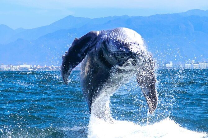 Whale Watching Tour in Puerto Vallarta - Evaluating the Cost and Value