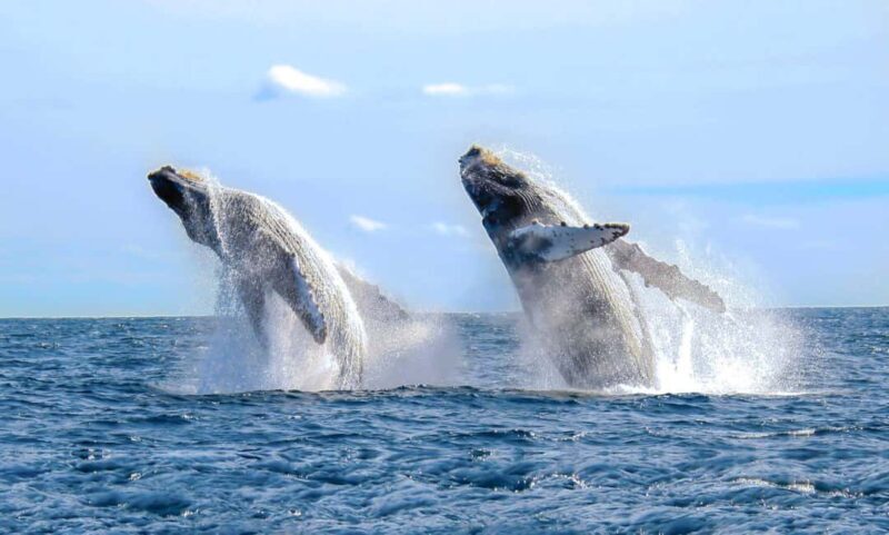 Whale Watching Tour in Samana - What to Expect on the Whale Watching Tour in Samana