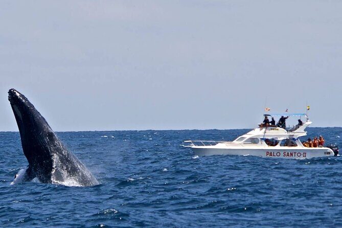 Whale Watching Tour in Samana Bay from Las Terrenas - FAQ