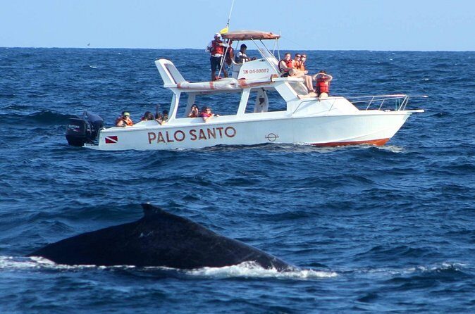 Whale Watching Tour in Samana - FAQs