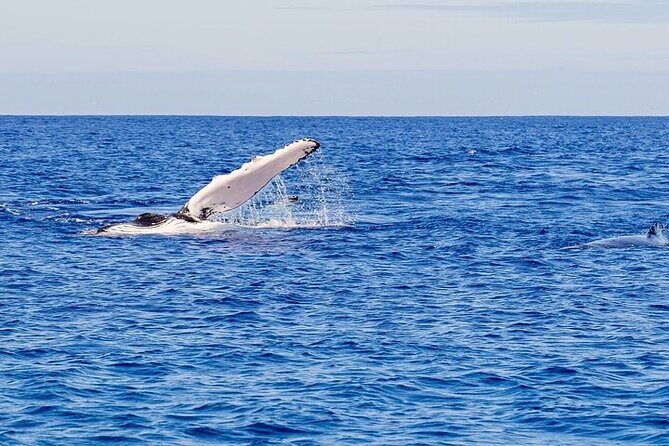 Whale Watching Tour in Waikiki Intimate Adventure on Oahu - Key Points