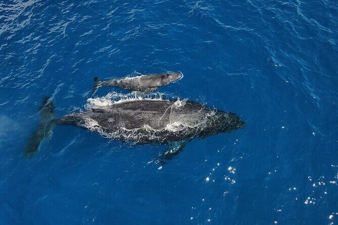 Whale Watching Tour in Waikiki Intimate Adventure on Oahu - Who Would Enjoy This Tour?