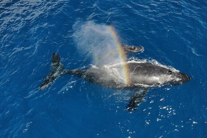 Whale Watching Tour in Waikiki Intimate Adventure on Oahu - Final Thoughts