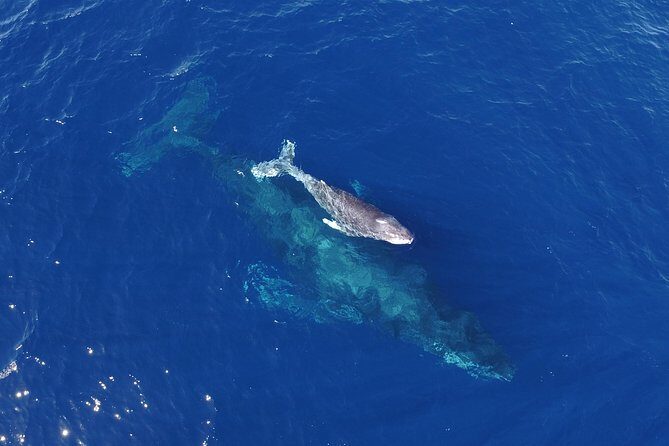 Whale Watching Tour -Incl FREE photos - The Marine Life and Wildlife Encounters