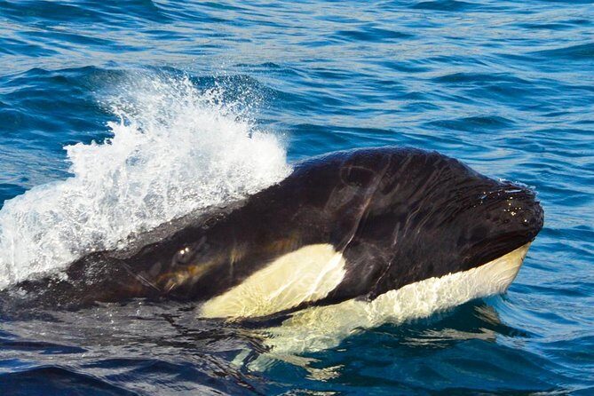 Whale Watching Tour -Incl FREE photos - Why This Tour is a Great Fit