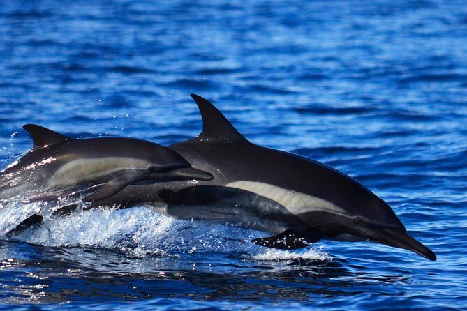 Whale Watching Tour -Incl FREE photos - FAQs