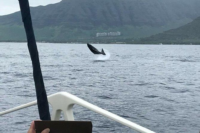 Whale Watching Tour: Whales Guaranteed in Kona Waikoloa - What to Expect from the Tour
