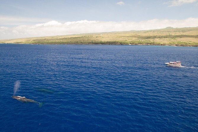 Whale Watching Tour: Whales Guaranteed in Kona Waikoloa - Practical Details: Booking, Timing, and Logistics