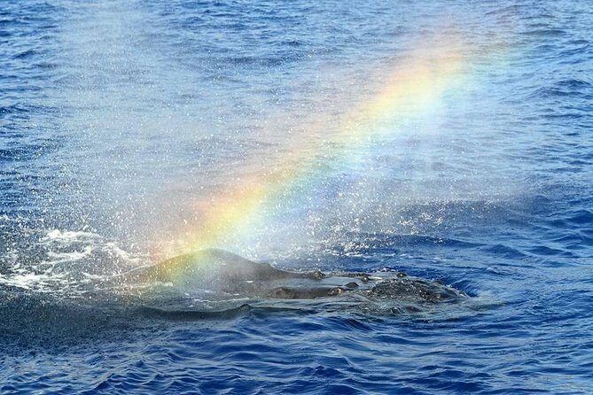 Whale Watching Tour: Whales Guaranteed in Kona Waikoloa - Final Thoughts