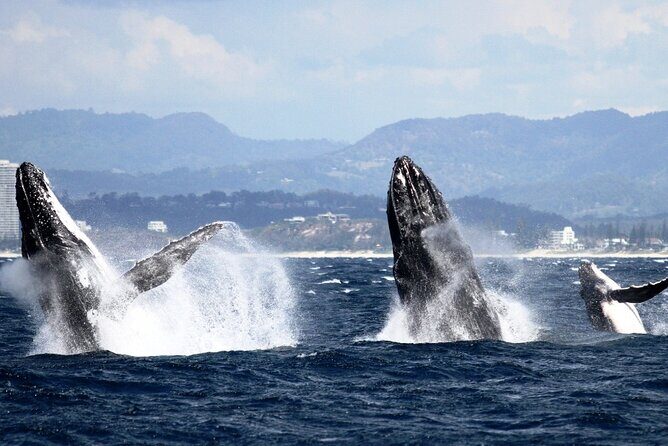 Whale Watching Tour with Spirit of Gold Coast - A Detailed Look at the Cruise Experience