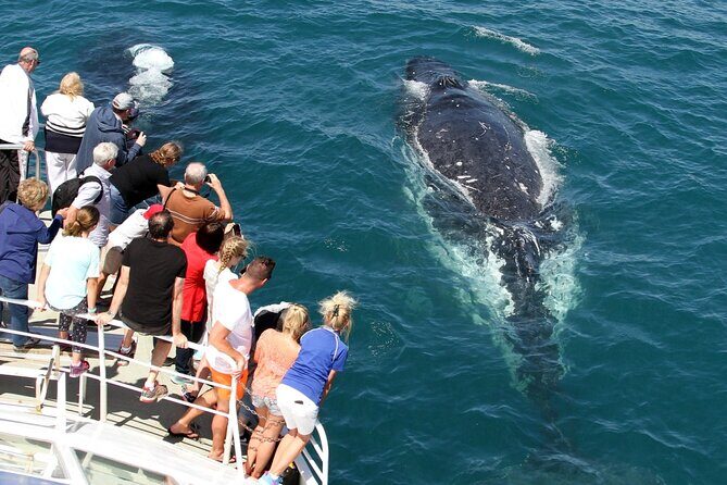 Whale Watching Tour with Spirit of Gold Coast - The Sum Up: Who Is This Tour Best For?