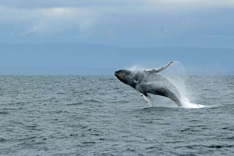 Whale Watching Tour with Transfers - An In-Depth Look at the Whale Watching Experience