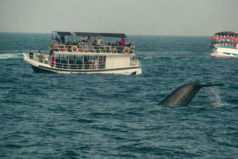 Whale Watching Tour with Transfers - Who Should Consider This Tour?