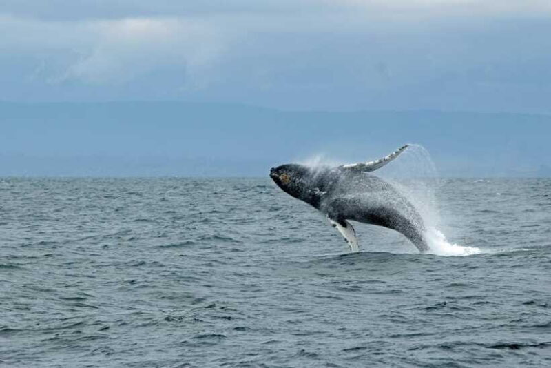 Whale Watching Tour with Transfers - Final Thoughts