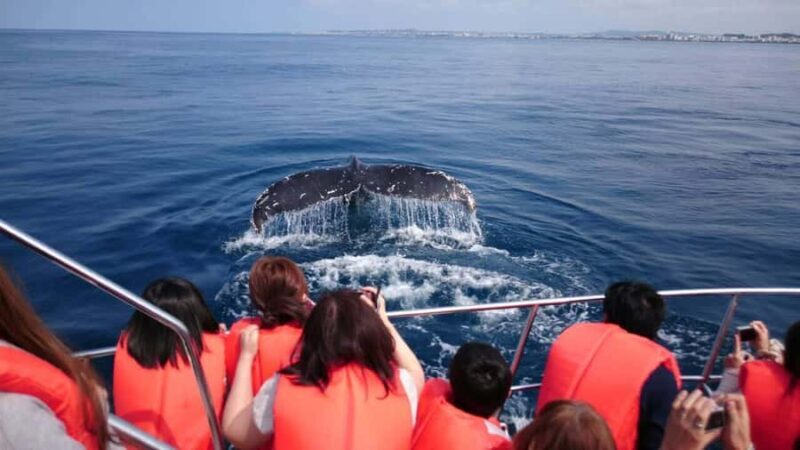 Whale watching tours departing from Naha - Key Points