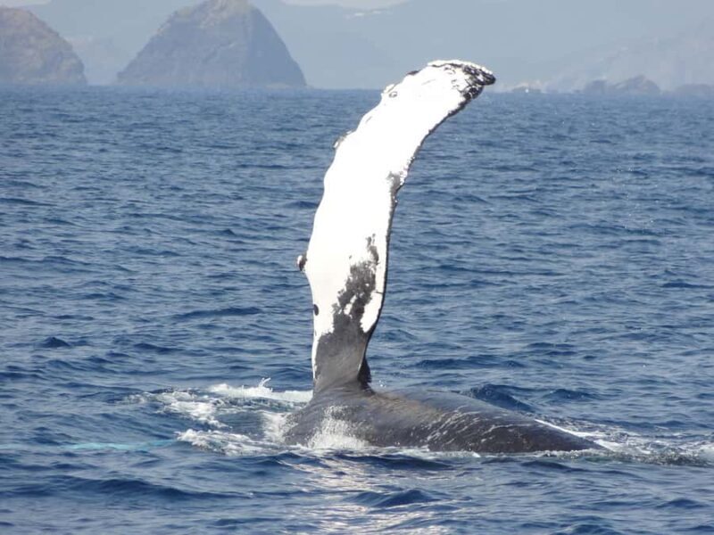 Whale watching tours departing from Naha - Price & Value