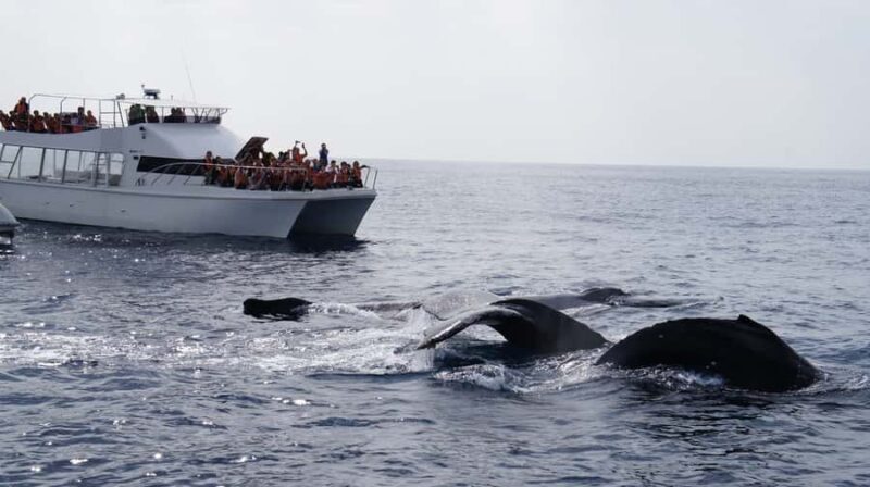 Whale watching tours departing from Naha - Frequently Asked Questions